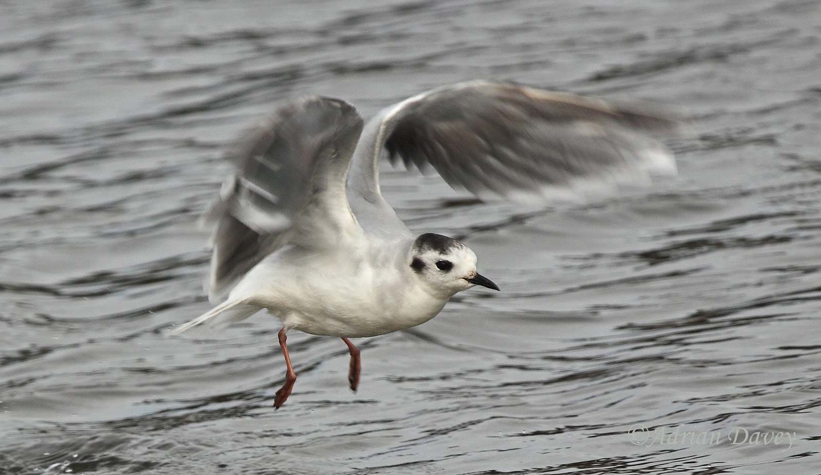 Adrian Davey Wildlife Photography Diary: November 2011