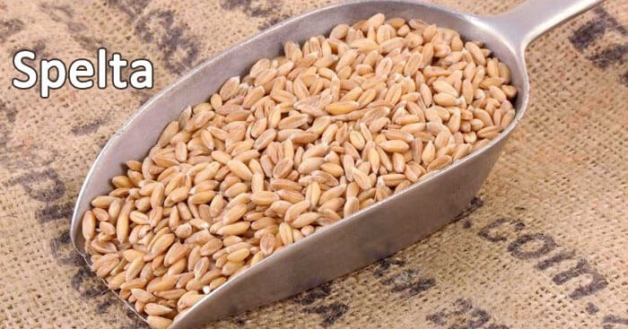 VARJACOM KROZ SVET: SPELTA PSENICA