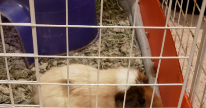 Cavy Savvy: A Guinea Pig Blog: Guinea Pig Cage Cleaning Routine