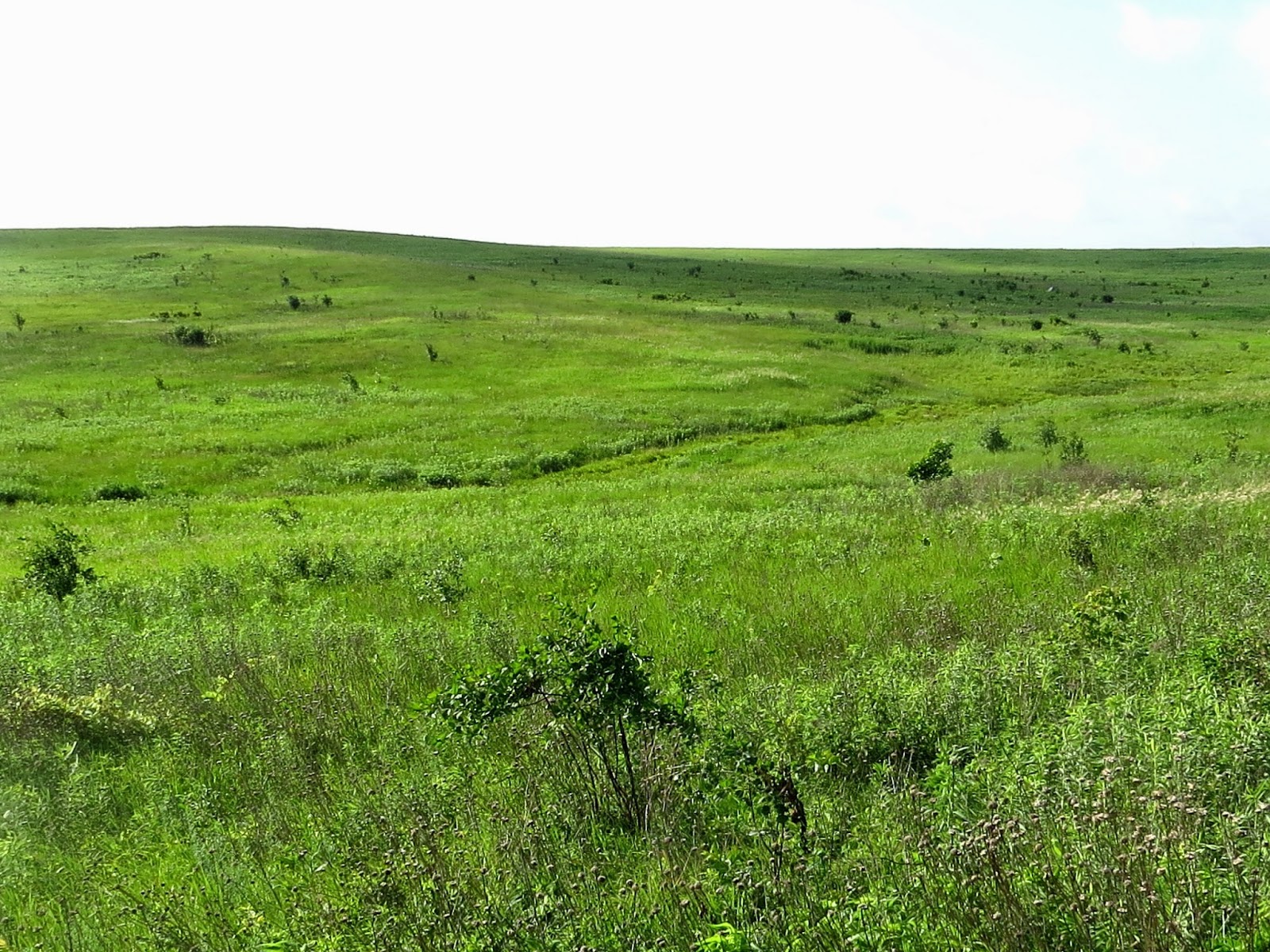 Penelopedia: Nature and Garden in Southern Minnesota: Koester Prairie ...