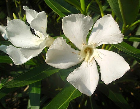 LAS ADELFAS (Nerium oleander)