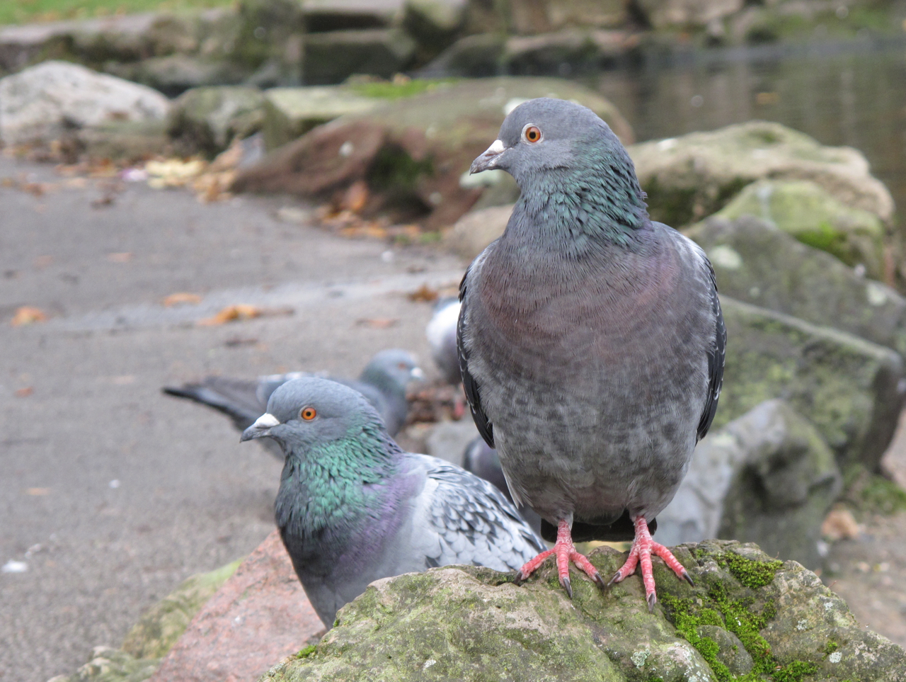 The Rattling Crow: Extraordinary feral pigeons