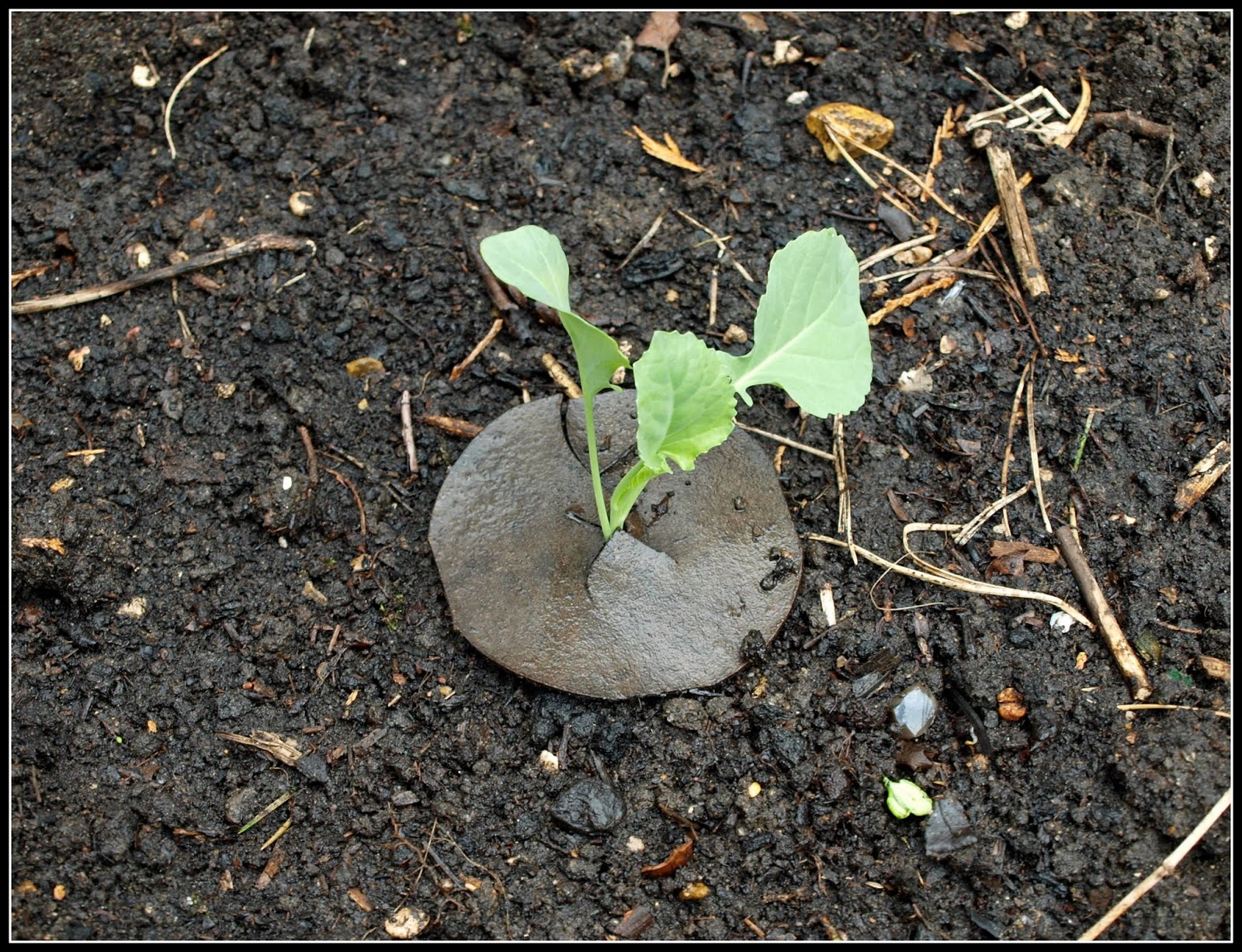 Mark's Veg Plot: Transplanting Broccoli seedlings