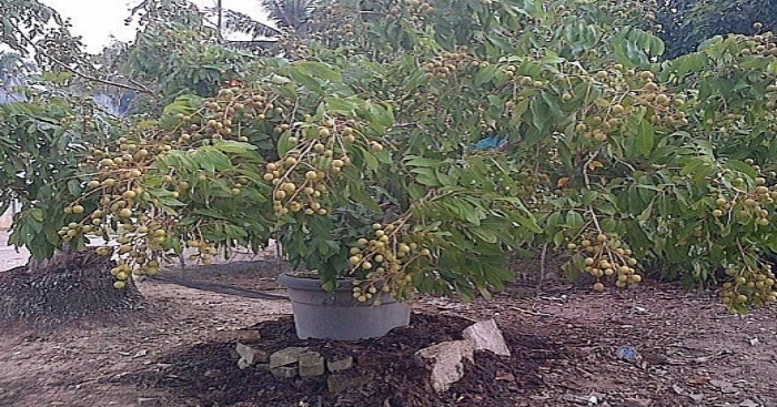 Budidaya Buah Lengkeng Dengan Media Pot & Polybag - Manfaatkan Saat Santai