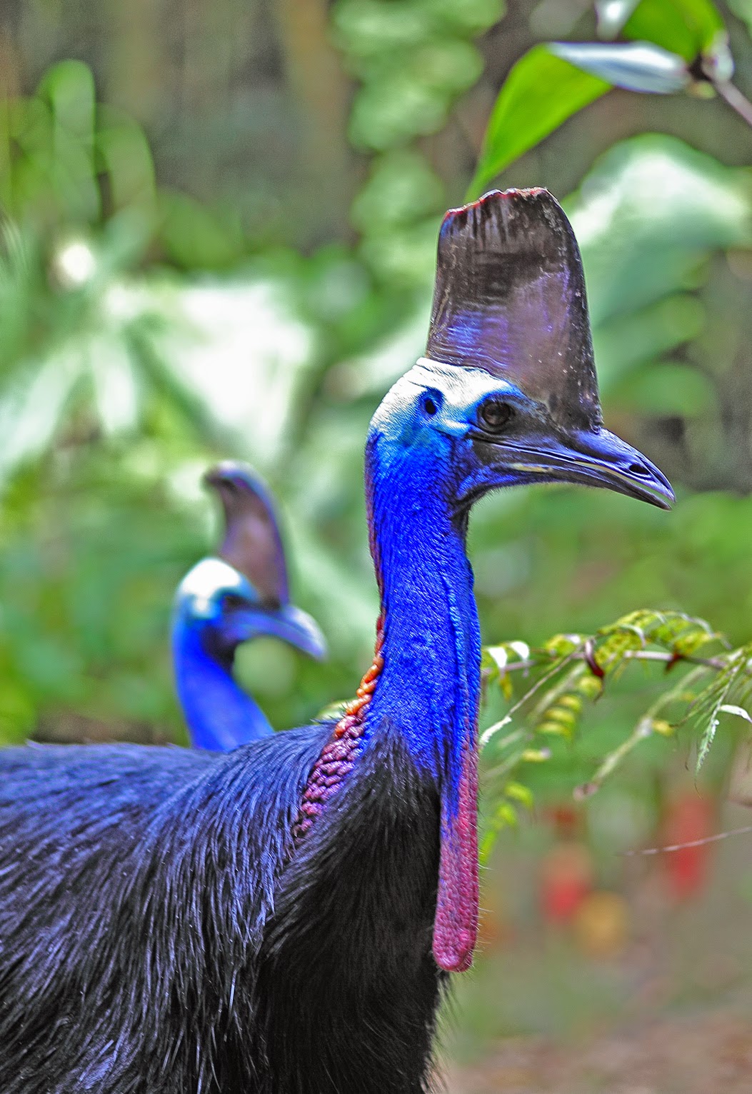 BunyipCo: Cassowary Update