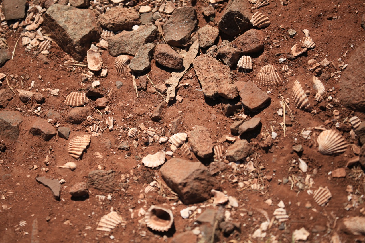 Schoers' Travels: THE PILBARA - RED ROCKS BLOOMING