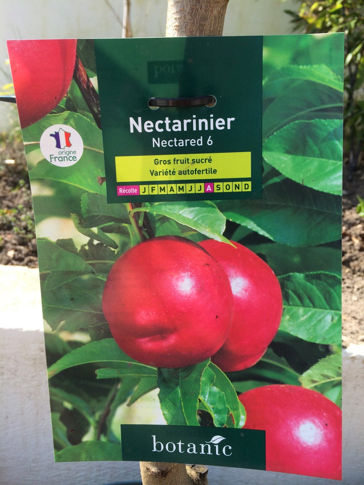 Le jardin des Mouchottes: Nectarinier Nectared 6