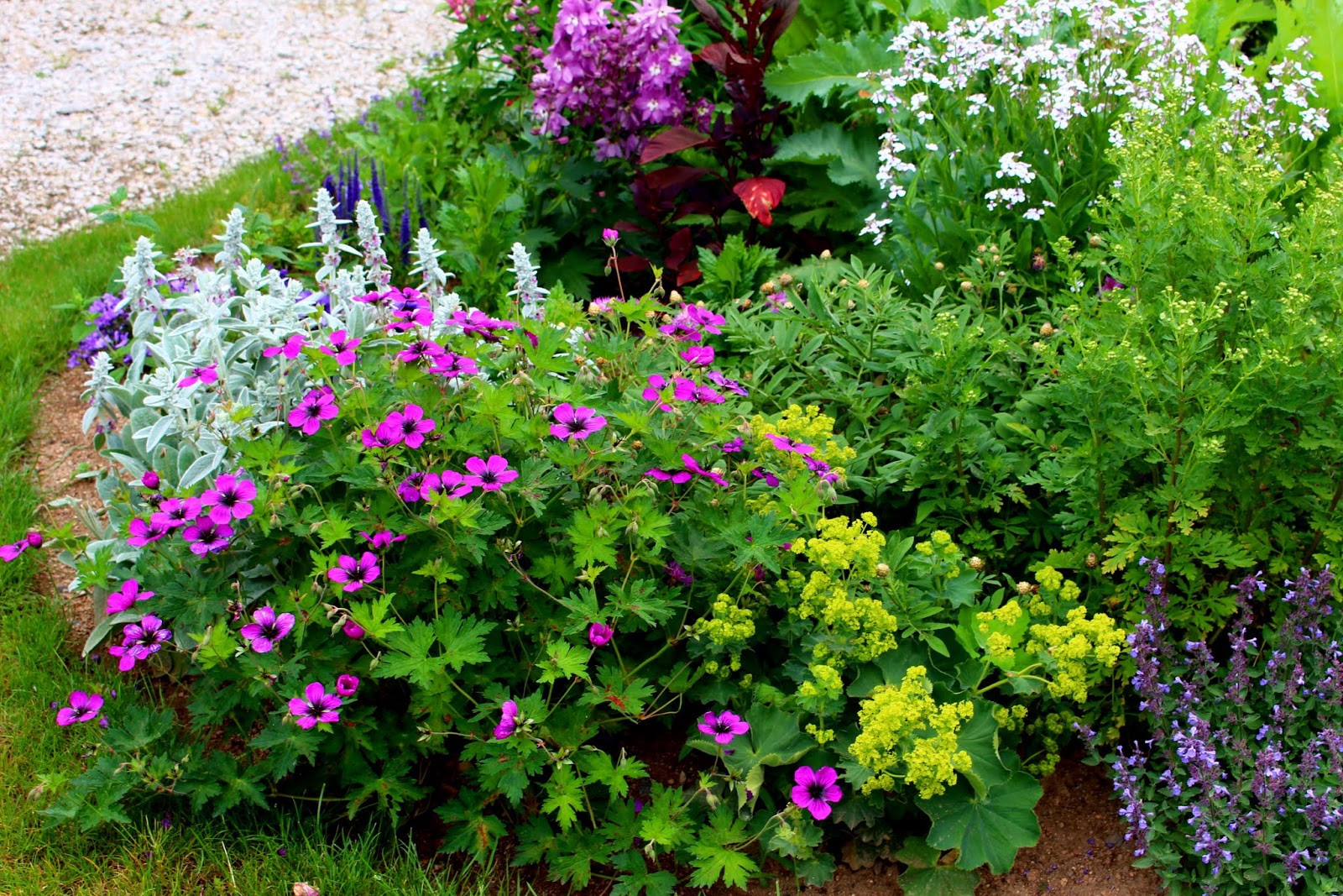 Roses du jardin Chêneland: Géranium "Dragon Heart"