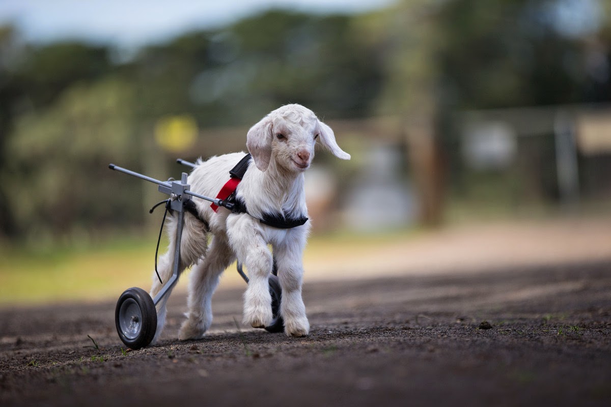 White Wolf : Disabled baby Goat walk for the first time in wheelchair ...