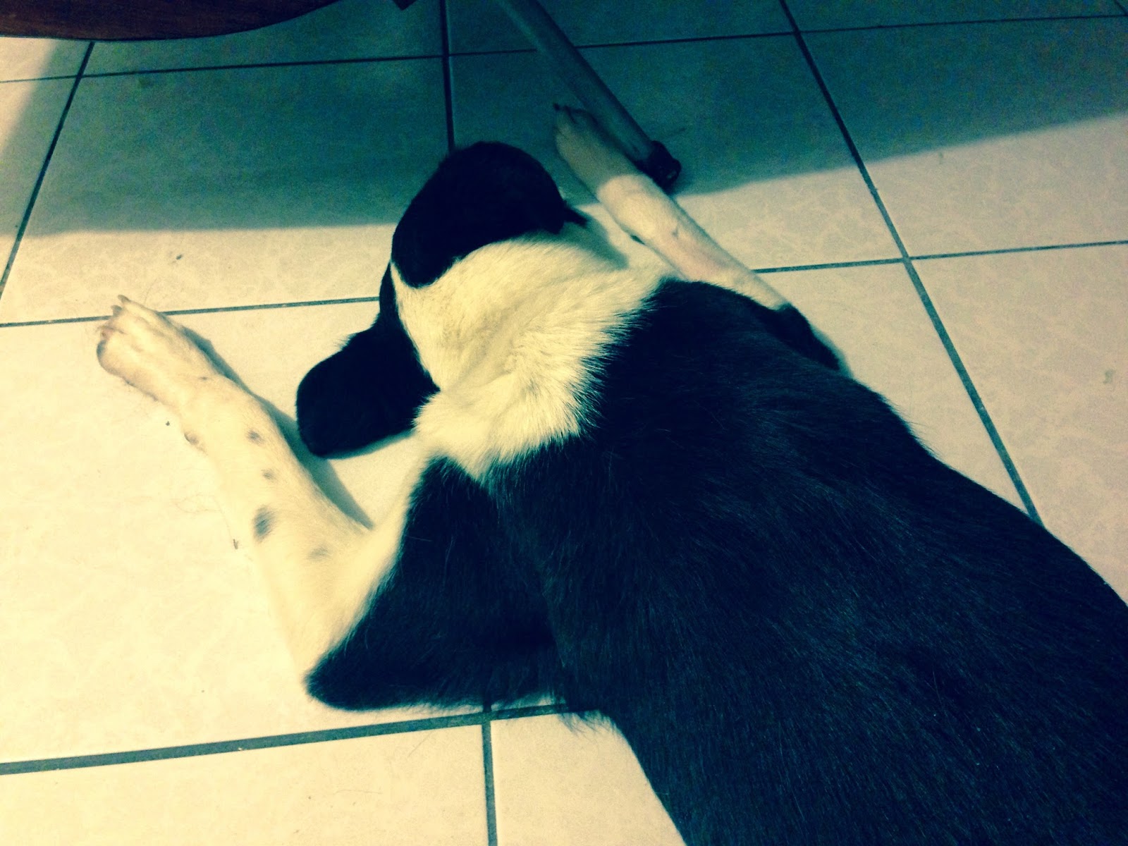 La Cura del Moquillo Canino o Distemper Existe: EL MOQUILLO YA TIENE CURA