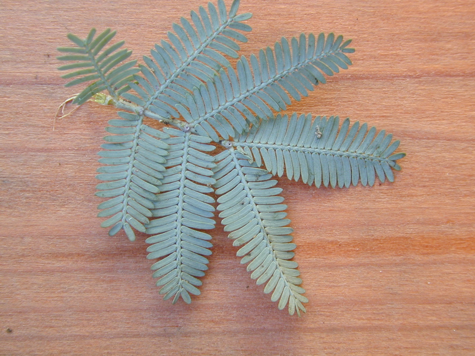 Trees of Santa Cruz County: Acacia baileyana - Bailey Acacia