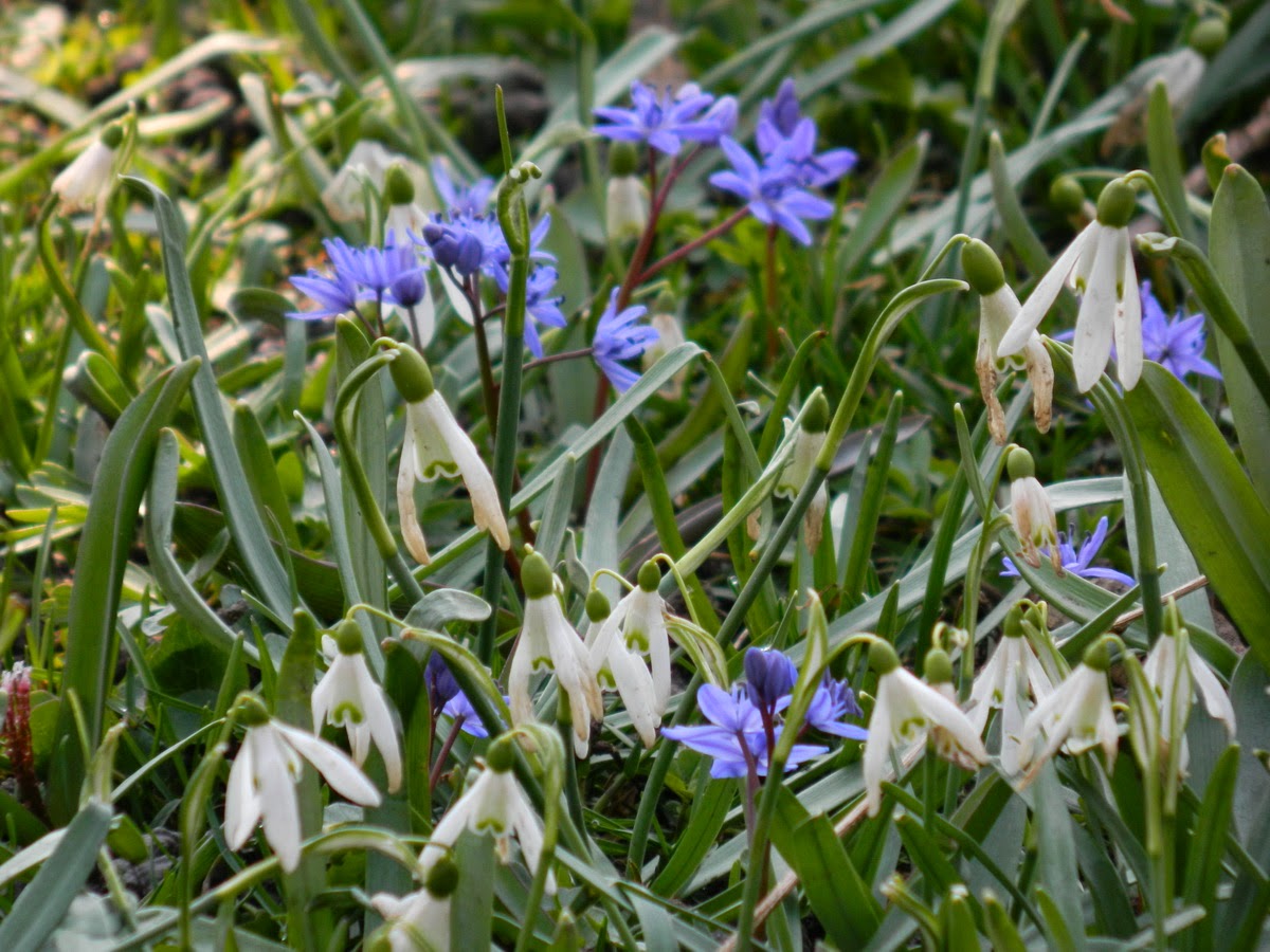 LA MULTI ANI, ROMANIA!: Ghiocei si viorele