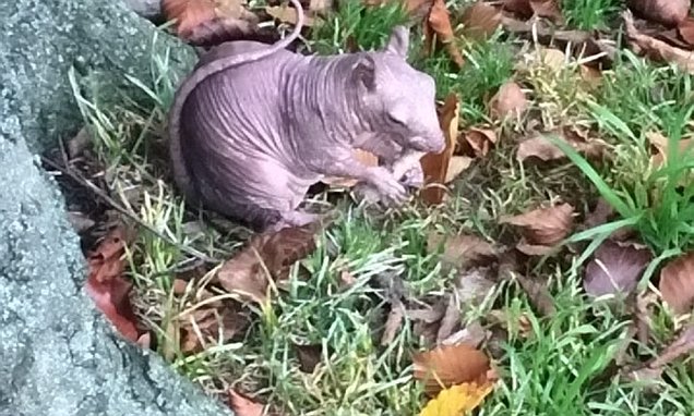 Logran rescatar a extraña "ardilla sin pelo" para que no muera de frío ...