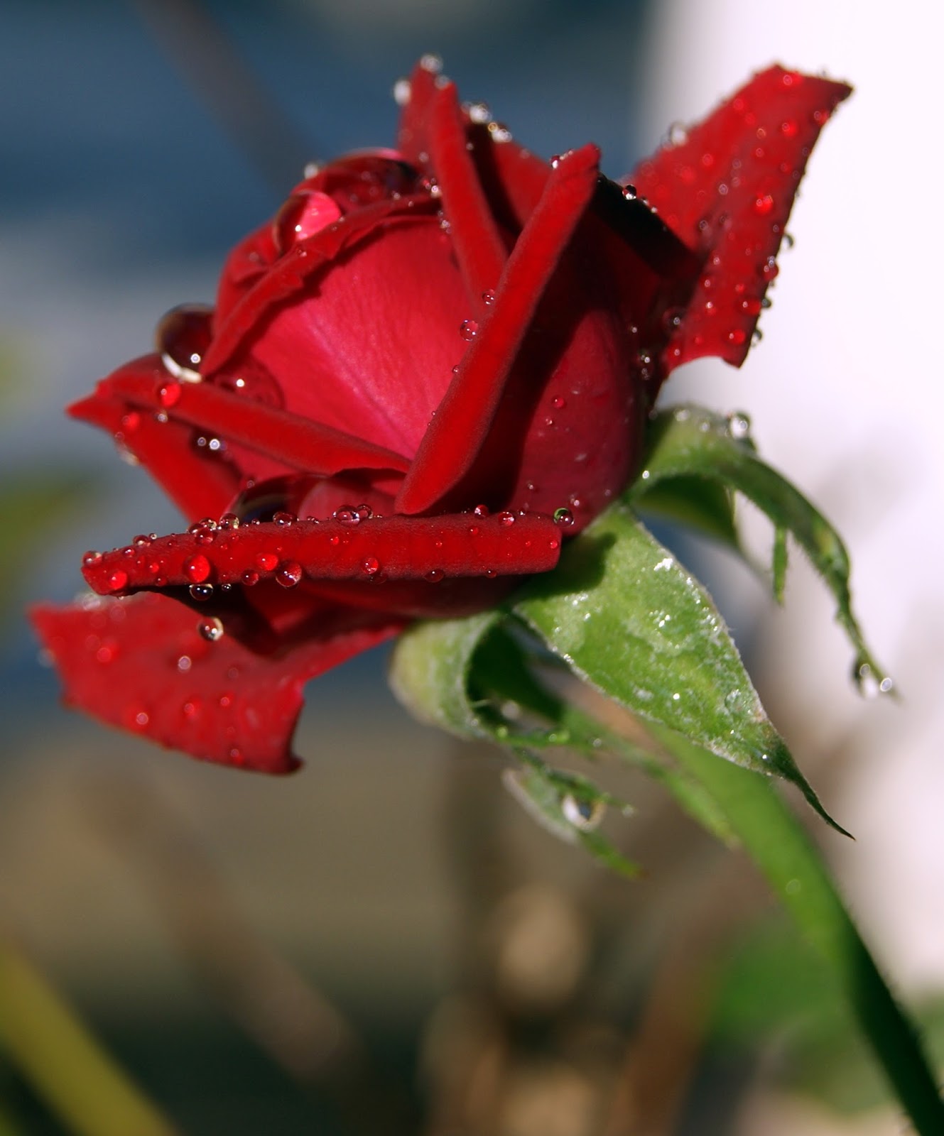 EL MUNDO DE YUYU: Flores con rocio