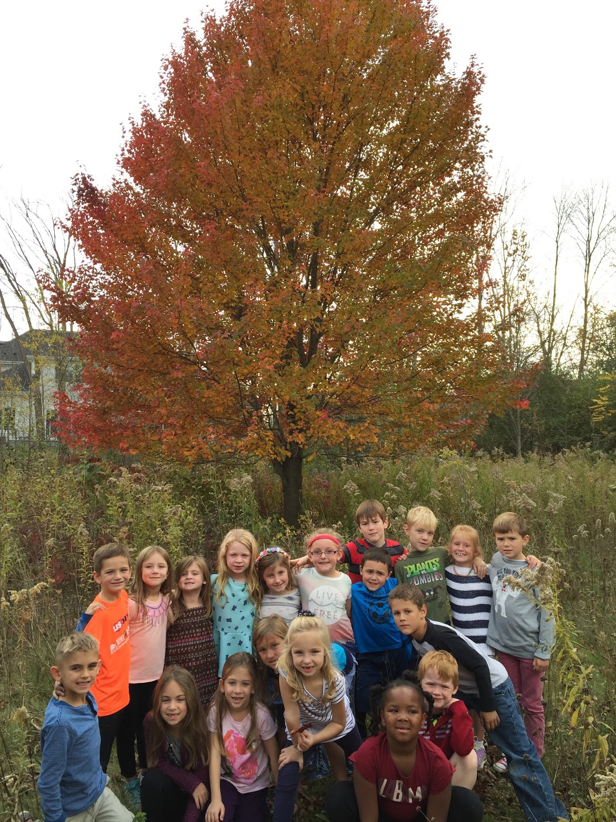 Mrs. Majinski's First Grade Class: Our Fall Tree