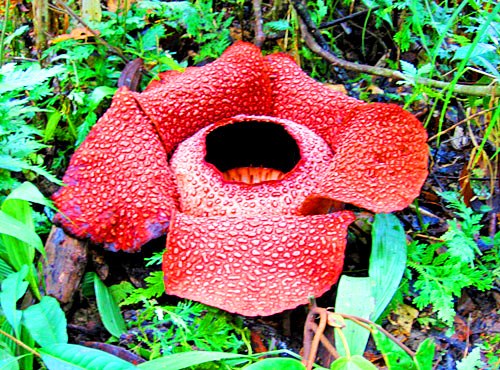 indonesia warna warni: Bunga Rafflesia Arnoldi