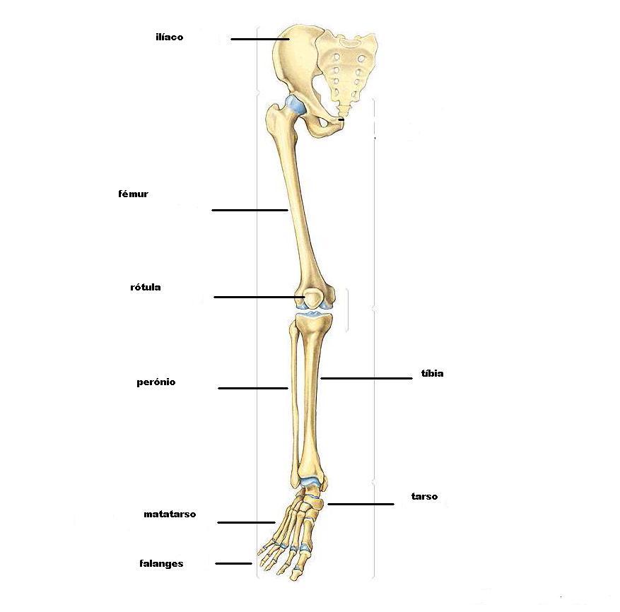 Ossos Da Perna