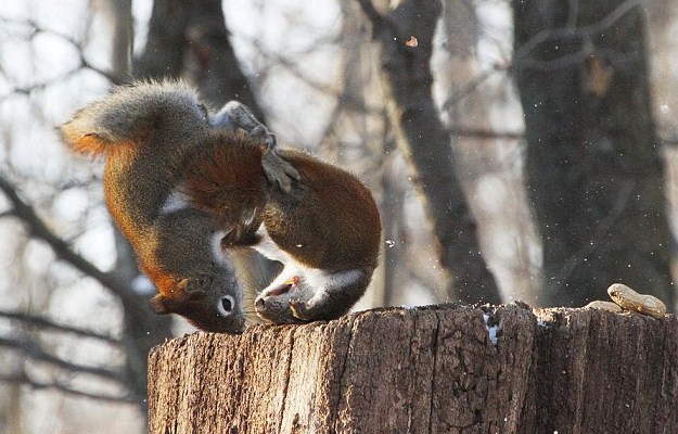 The ultimate squirrel battle (6 pics) | Amazing Creatures