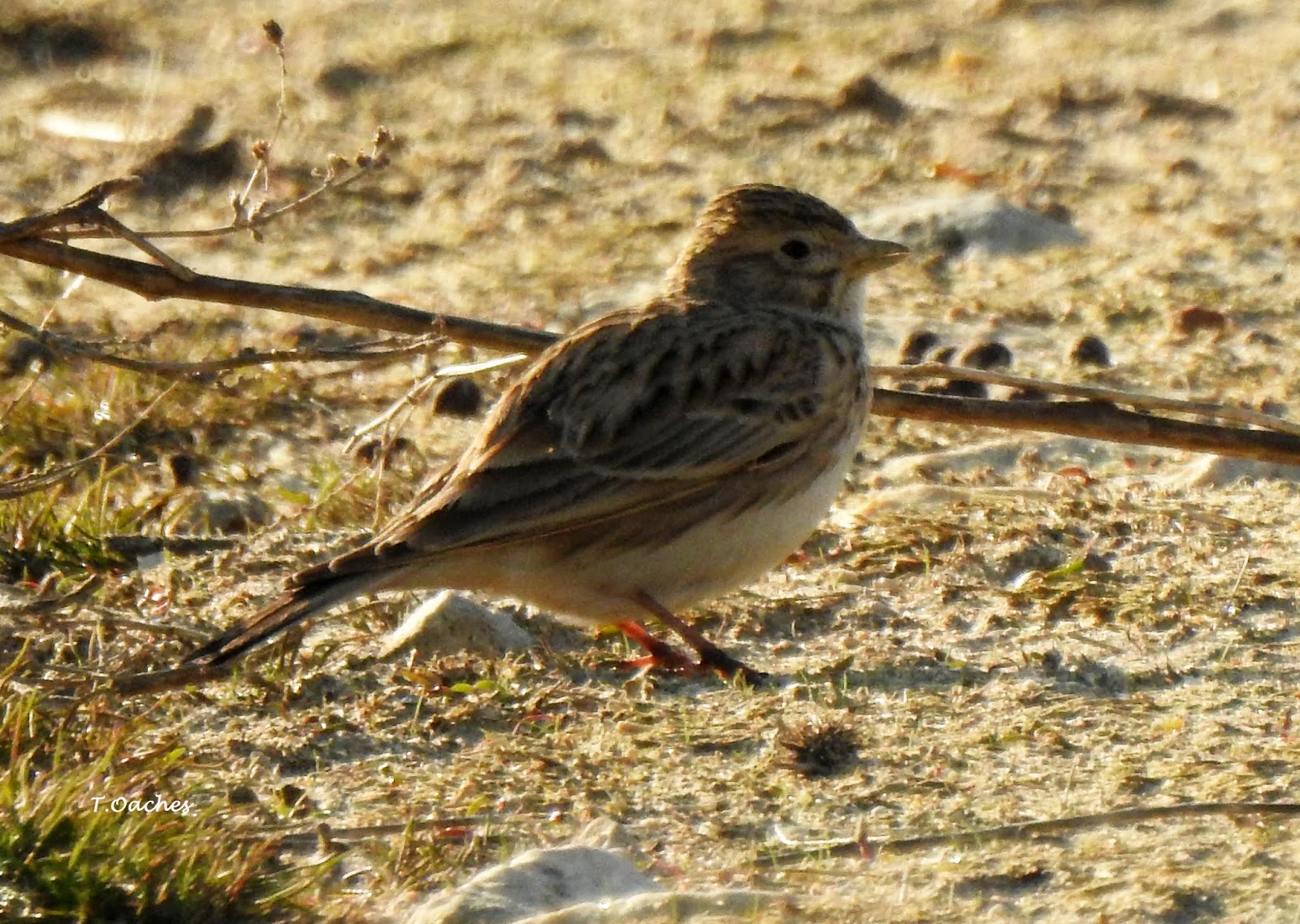 PASARI DIN ROMANIA: CIOCARLIE MICA, Calandrella rufescens