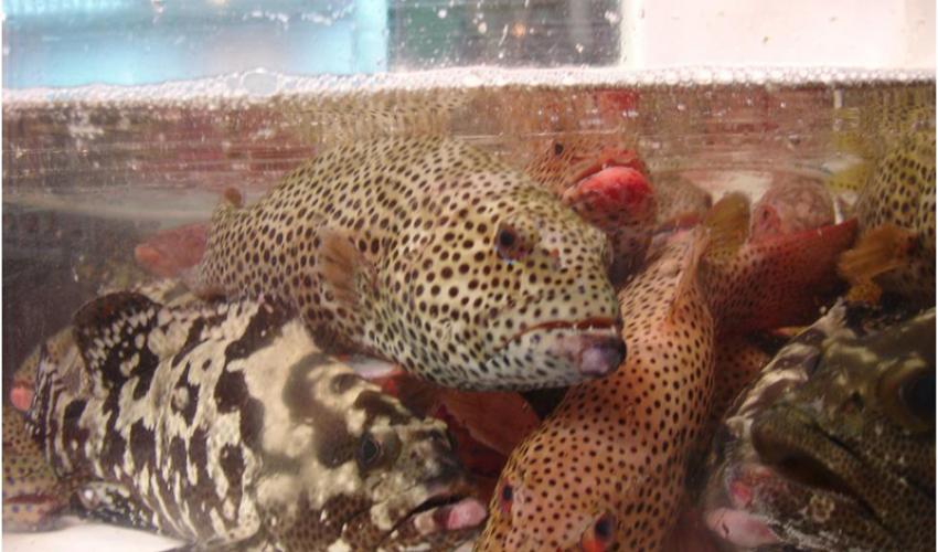 - Grouper fish is favored by manychefs and seafood lovers meaning that ...