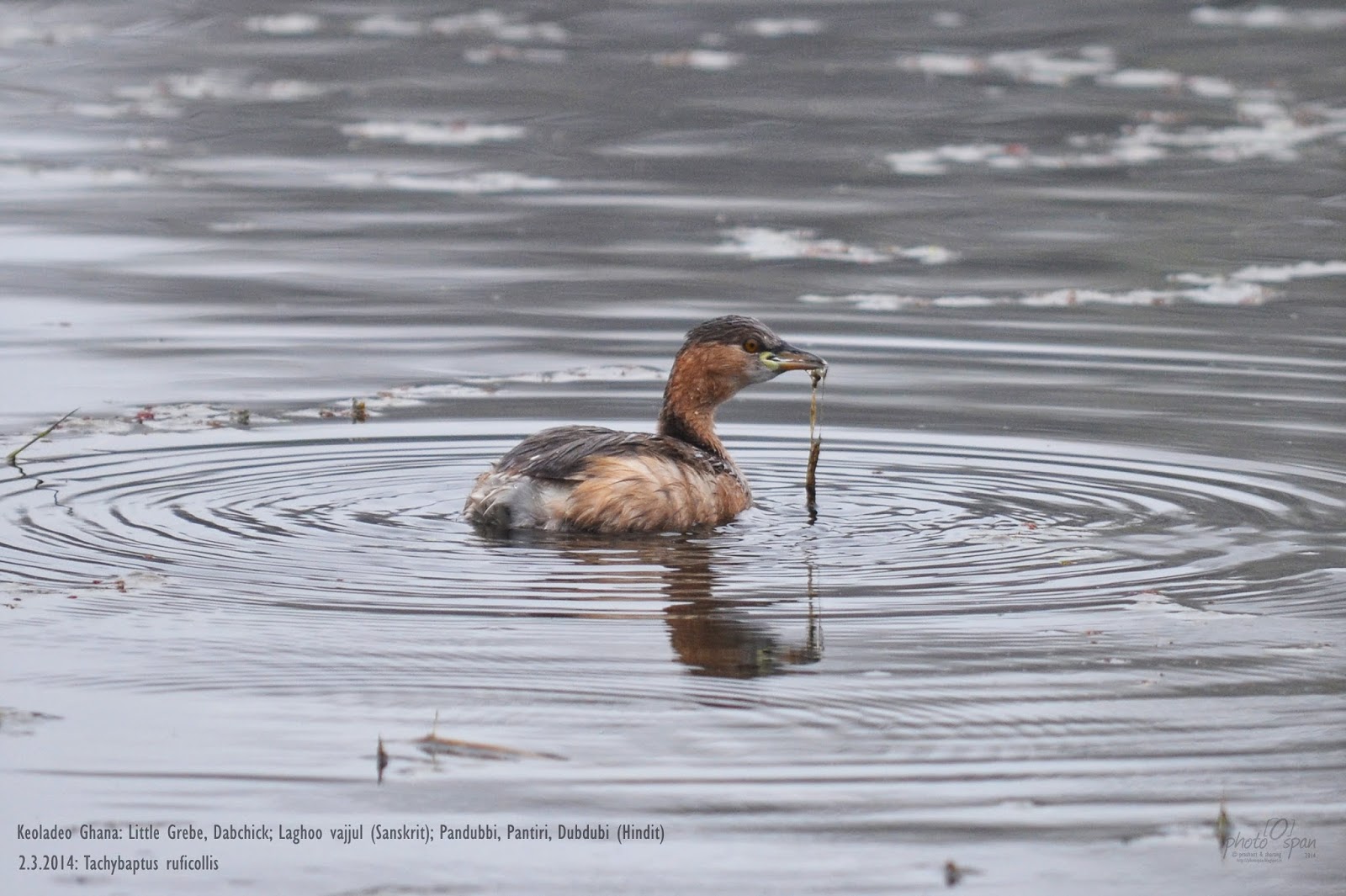 Little Grebe: Tachybaptus ruficollis | Photo Span