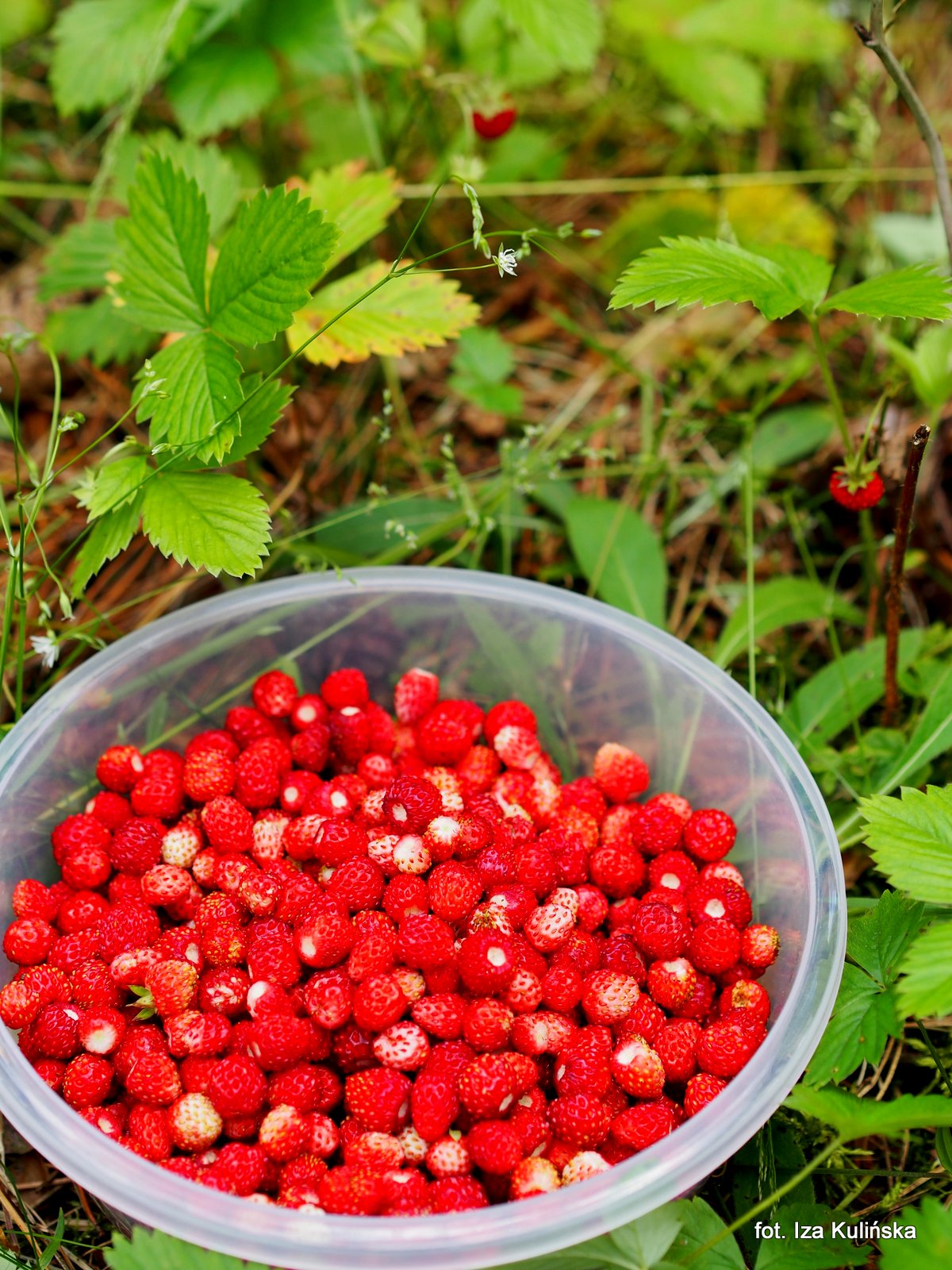 Deser poziomkowy. Poziomki z kremem śmietanowym | Smaczna Pyza