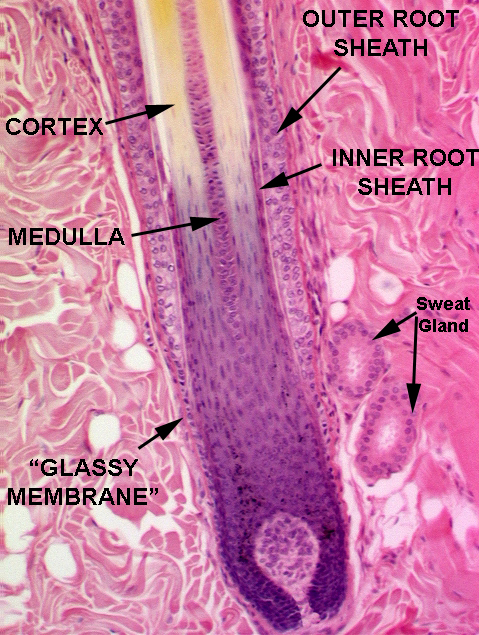 Salisbury's Graduate Histology: January 2013
