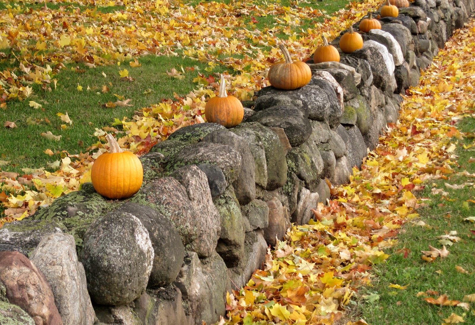 Haunted Eve's Halloween Blog: Pumpkin Wall