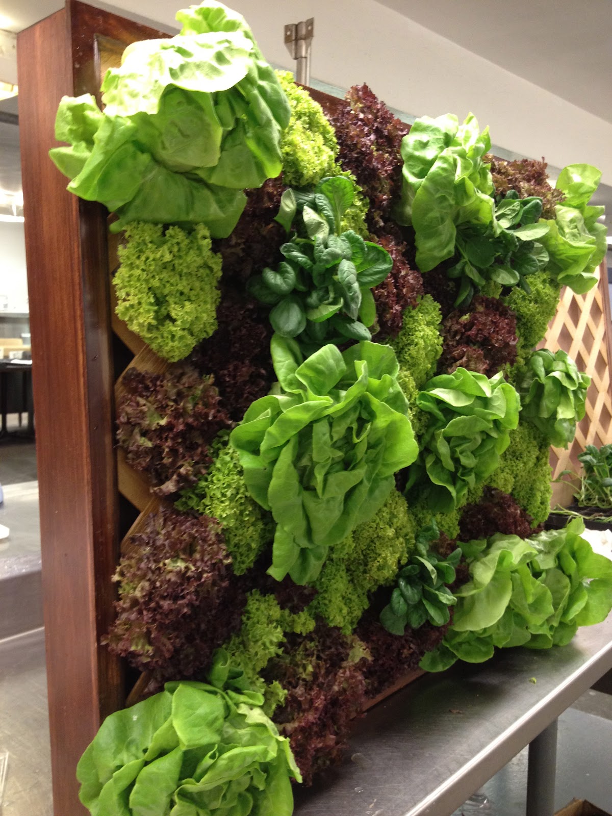 Seeds and Spores: Vertical Lettuce Display