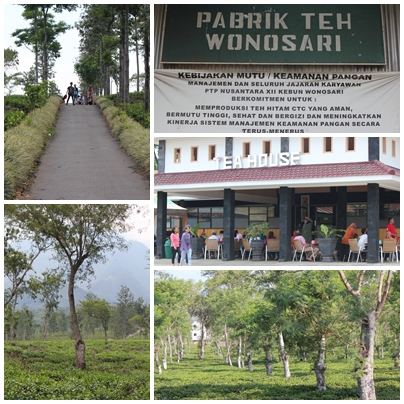 Kebun Teh Wonosari ~ Pesona Wisata Jawa Timur