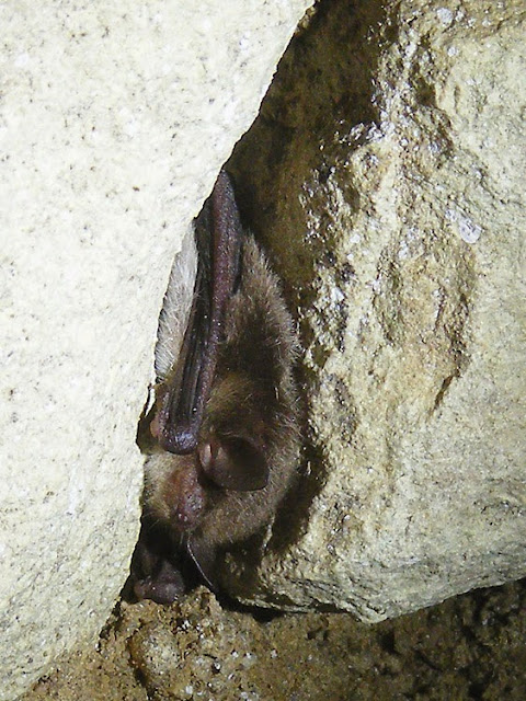 Loire Valley Nature: Daubenton's Bat Myotis daubentonii
