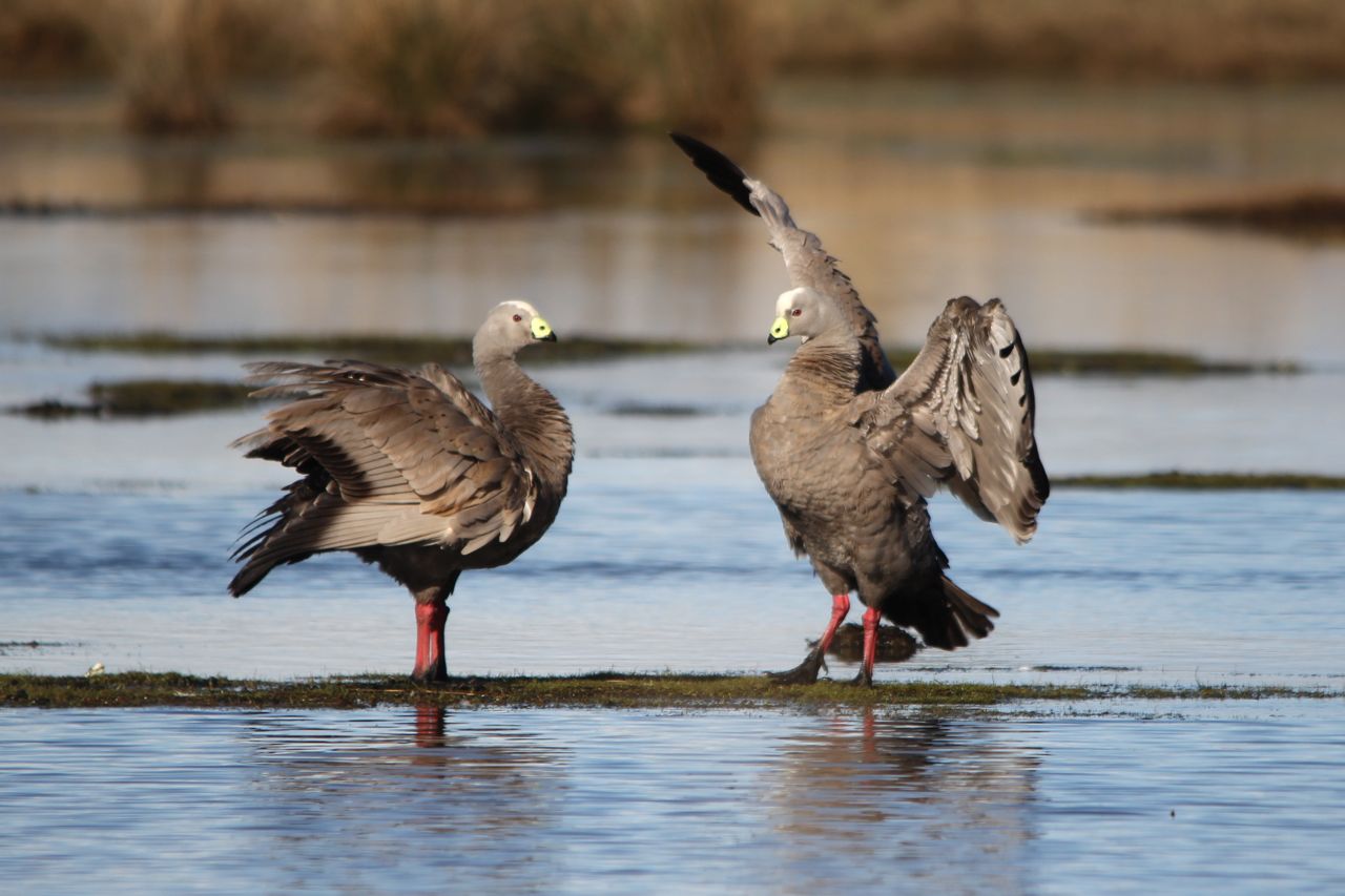 Pete's Flap Birding Aus: Cape Barren Geese, Phillip Island