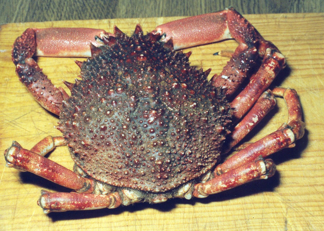 El rincón de Mundín: MARISCOS: BUEY DE MAR-NOCLO-ÑOCLO Y CENTOLLO