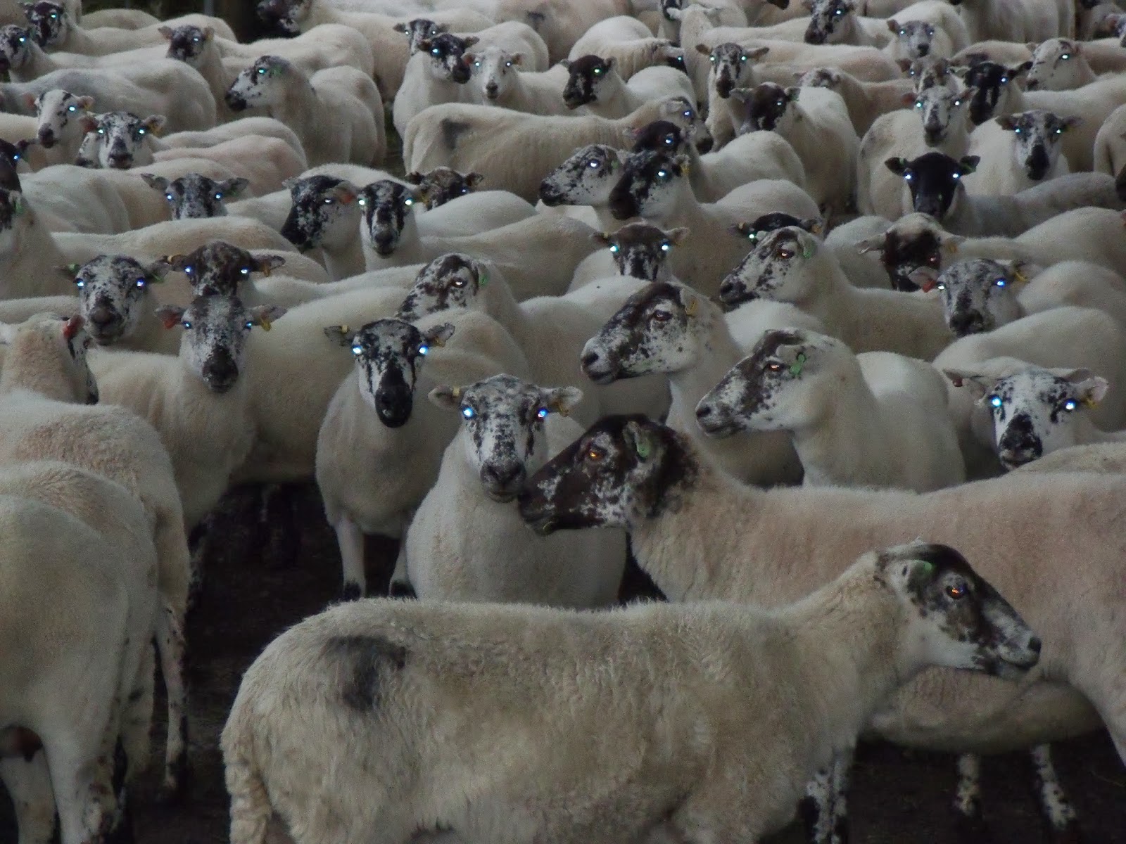 Epynt Hardy Speckled Sheep Society
