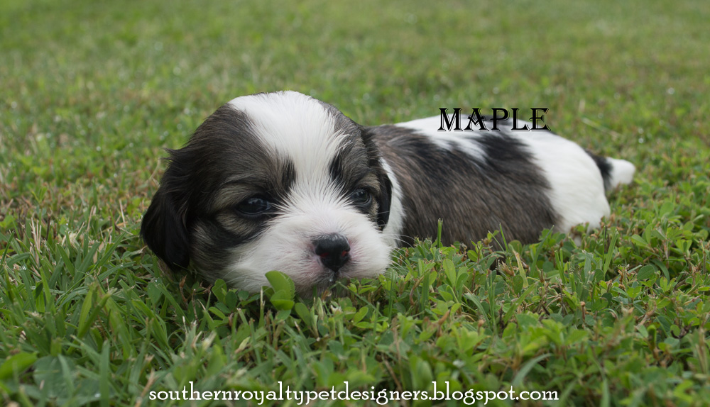Southern Royalty Pet Designers: Cavaton puppies born 5/8/2017