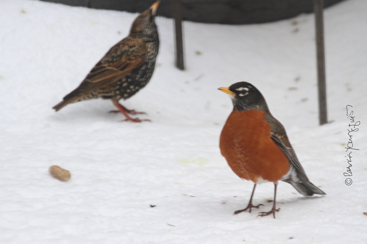 The Last Leaf Gardener: Throwback Thursday: Mr. Eugene Schieffelin (He ...