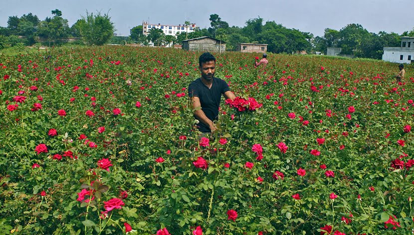 আমার অনলাইন ডাইরী: ঘুরে এলাম গোলাপের গ্রাম থেকে...