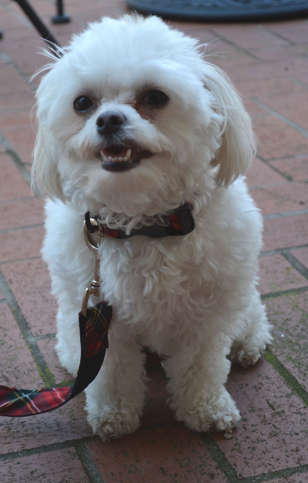 TartanTerrace: Little Four-Legged Monsters