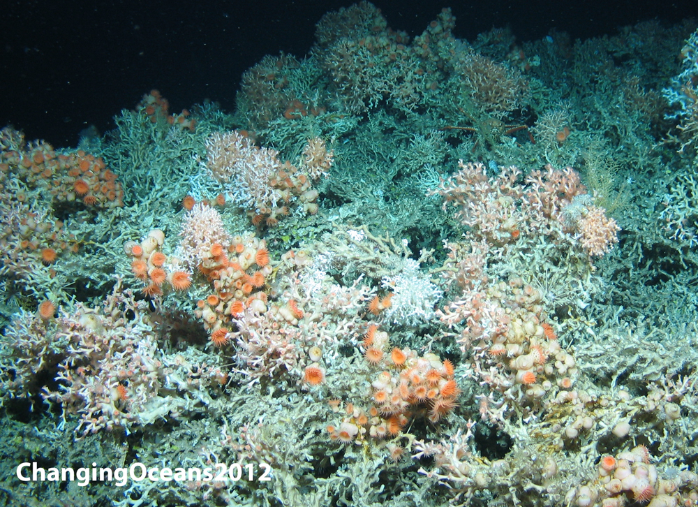 Changing Oceans: Day 12: Hidden creatures of the deep!