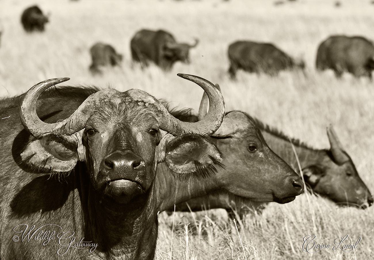 WILDLIFE GATEWAY: Le Buffle d'Afrique