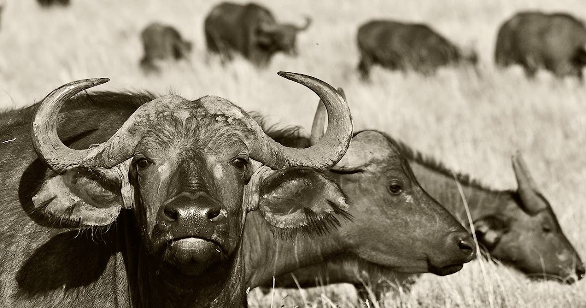 WILDLIFE GATEWAY: Le Buffle d'Afrique