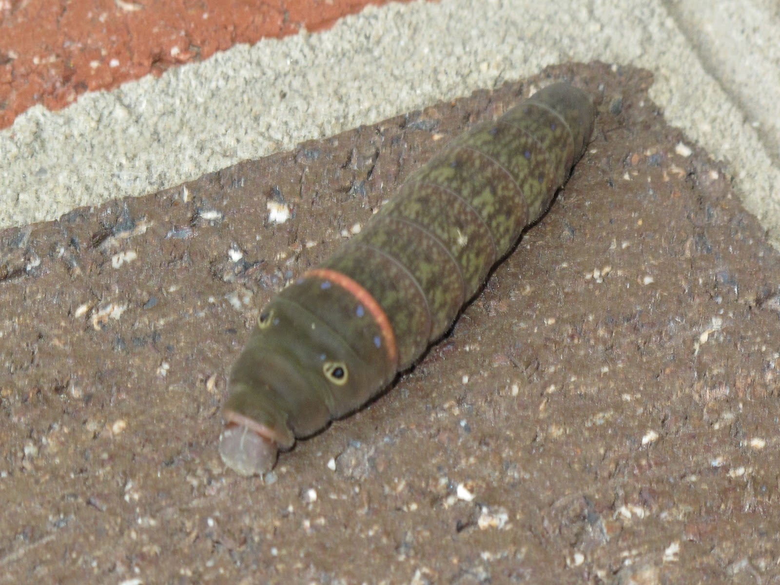 Bugs IRL: Tiger Swallowtail Caterpillar