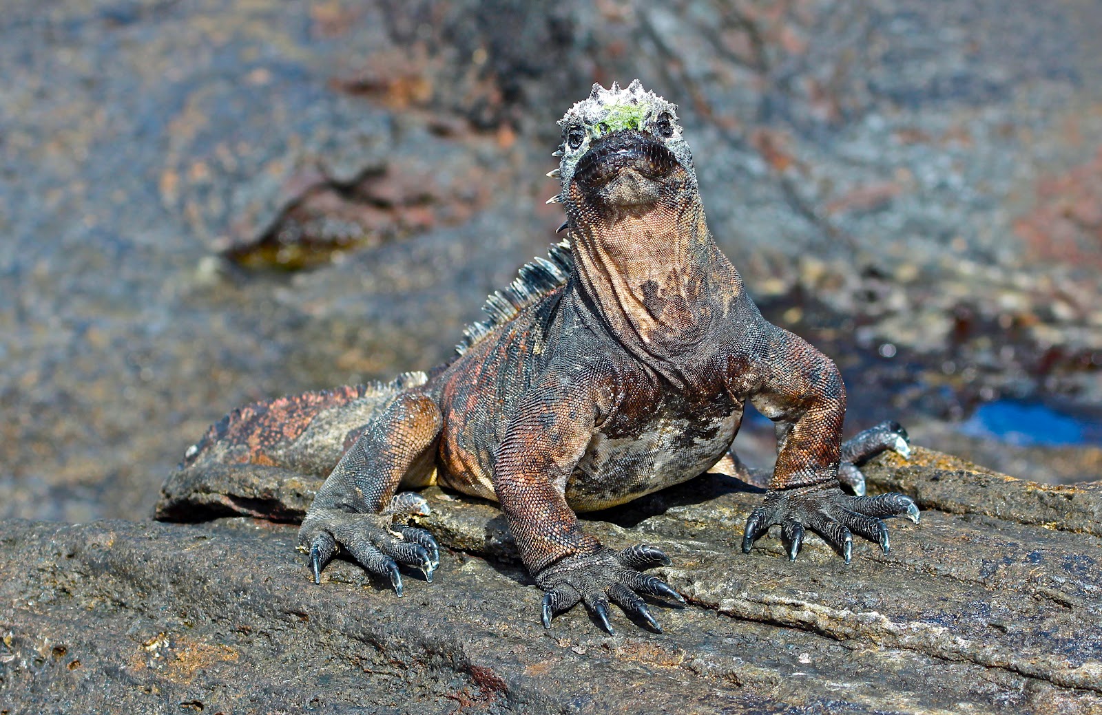 Nature Photography: Galapagos Reptiles & Turtles