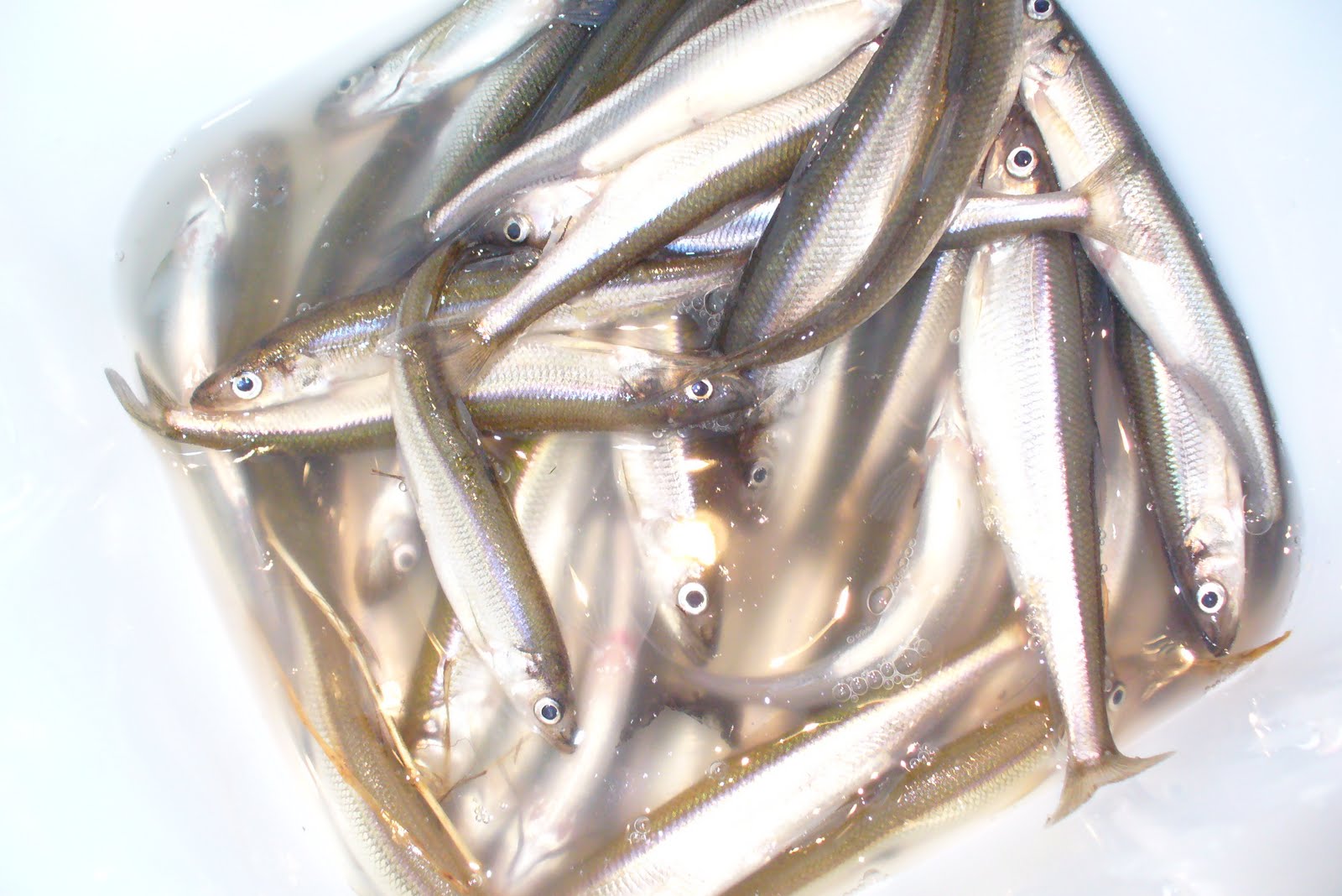 Campy Canadians: Smelt/Fish Batter