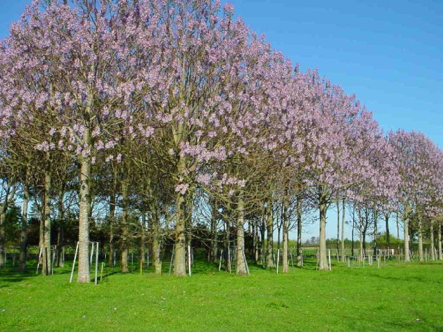 Arborele Paulownia, copacul viitorului (galerie foto)