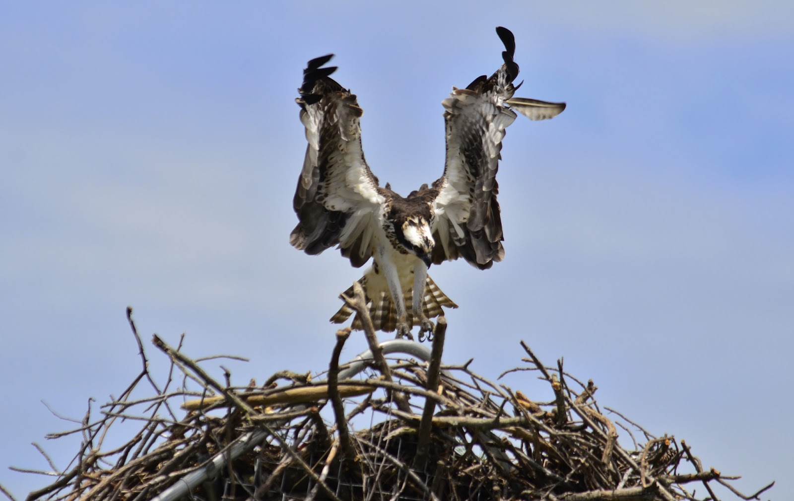 Wildlife Photography by Gareth Rasberry: Osprey Nest at Lake Wylie ...