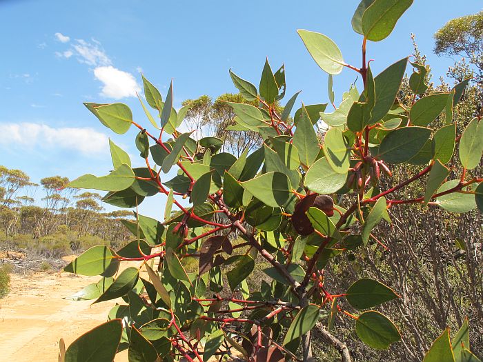 Esperance Wildflowers: Eucalyptus grossa - Coarse-leaved Mallee