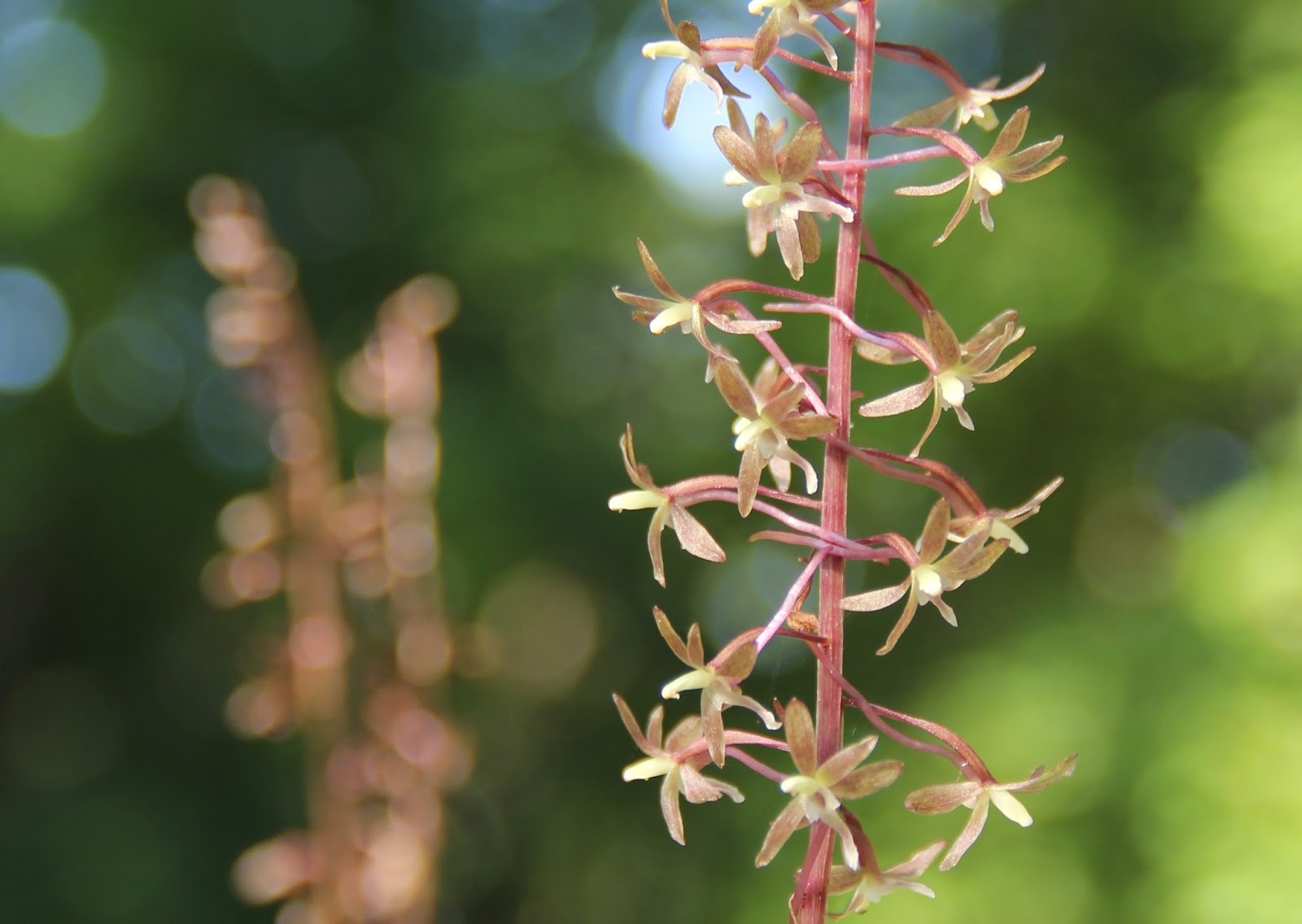 Hoot Owl Karma: The Cranefly - North Carolina's Invisible Native Orchid
