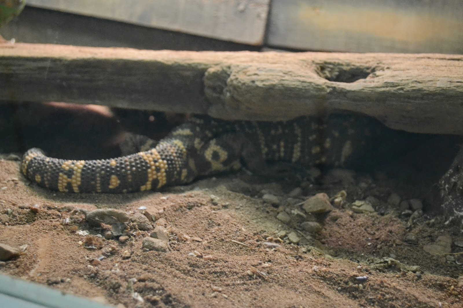 LEGADO NATURA: LAGARTO DE CUENTAS - HELODERMA HORRIDUM