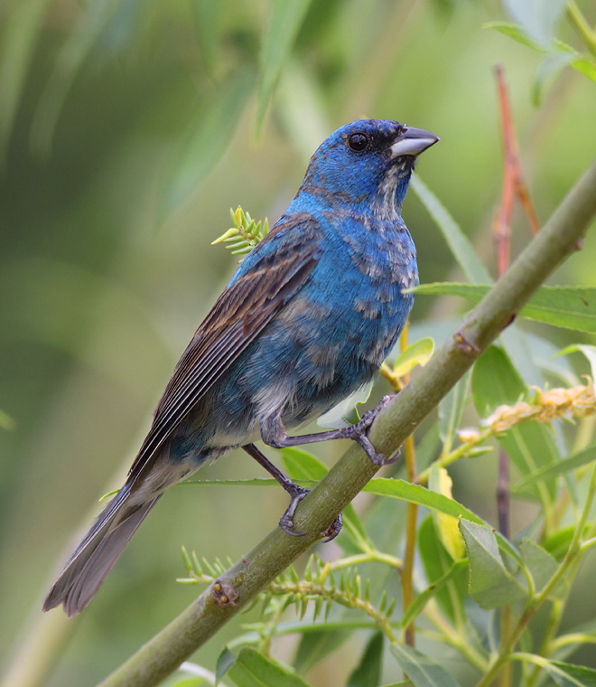 Azulillo Norteño ( Indigo Bunting - Passerina cyanea )